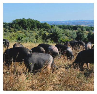 The Cinta Senese is an ancient breed of pig originally from Tuscany